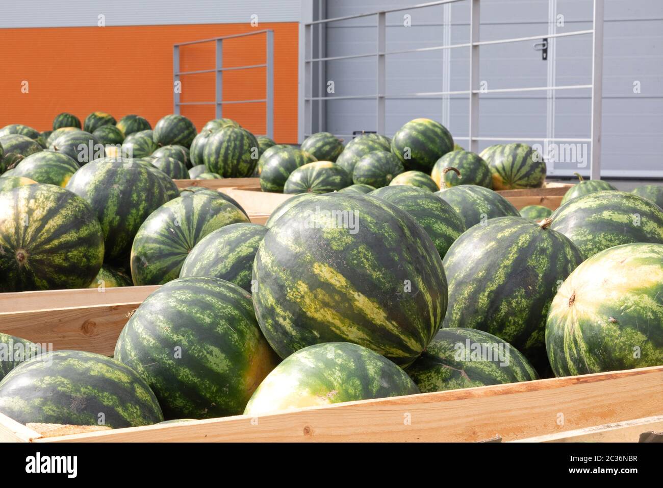 Big Watermelons in Crates at Wholesale Warehouse Stock Photo - Alamy