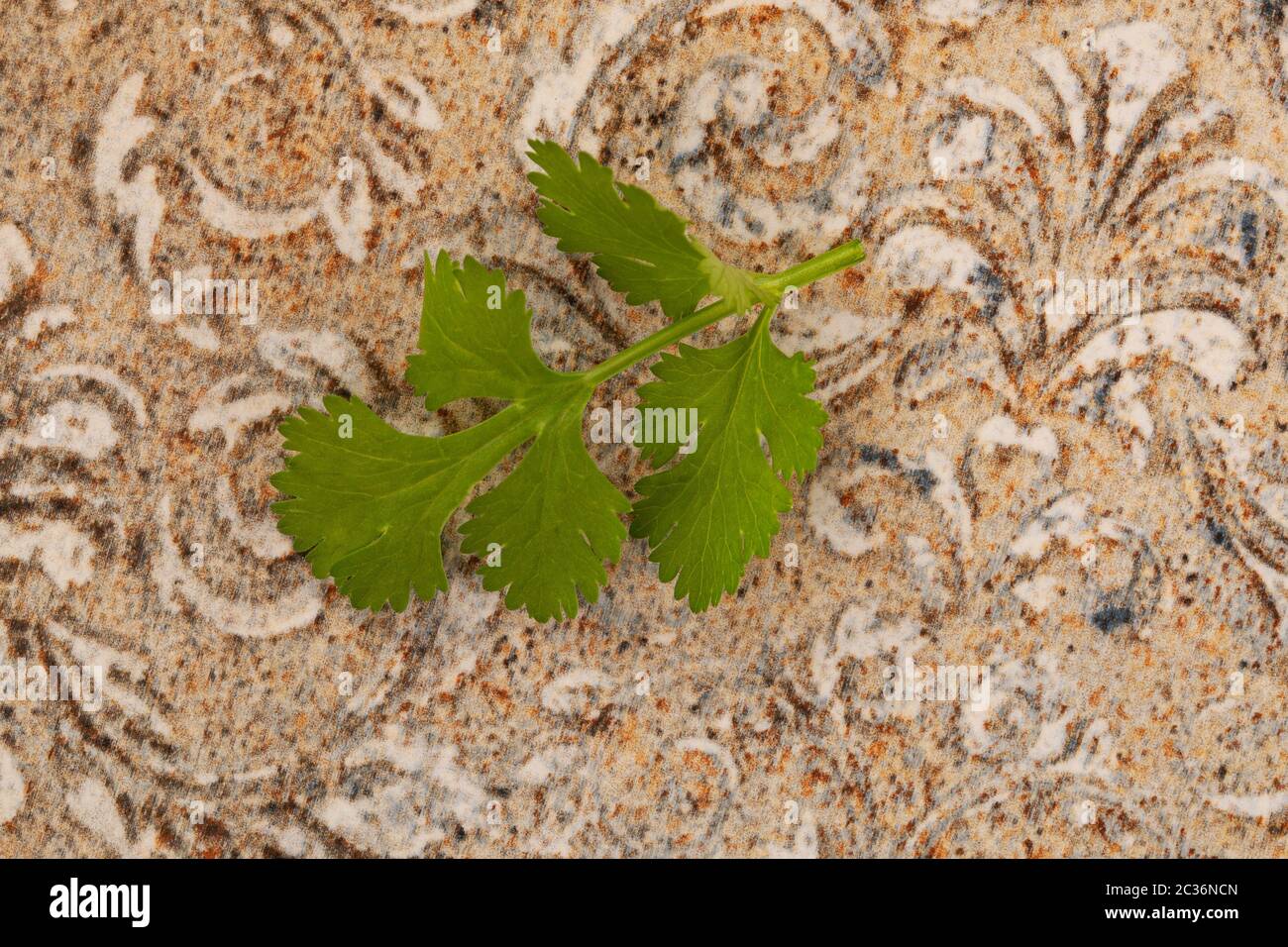 Cilantro or coriander leaves on table from above. Top view. Flat lay ...