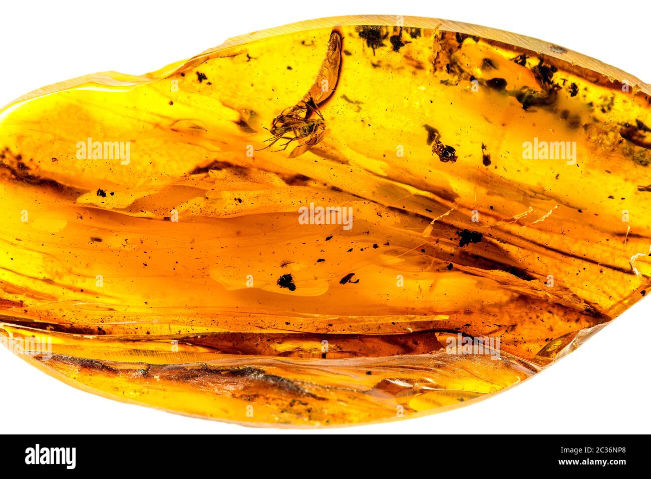 Amber in sun with inclusion of big insect Stock Photo - Alamy