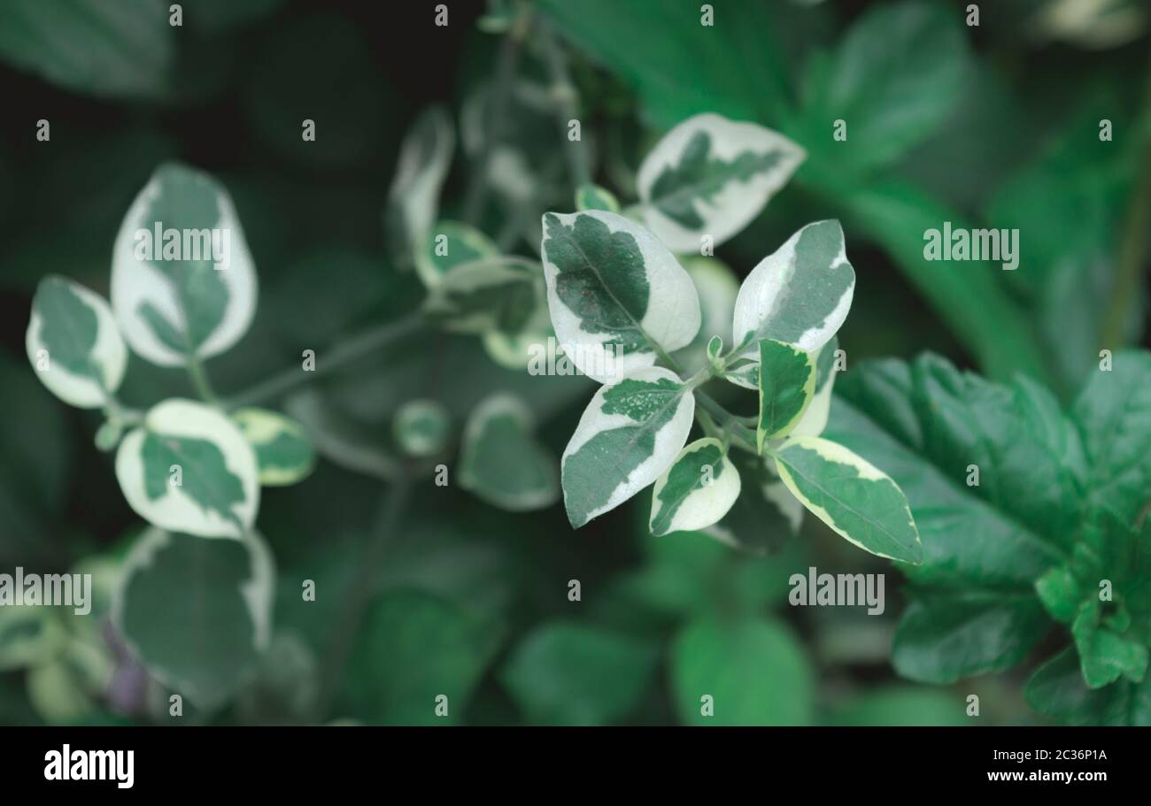 Variegated Dogwood Shrub. White green leaves of umbrella catchrird tree ...