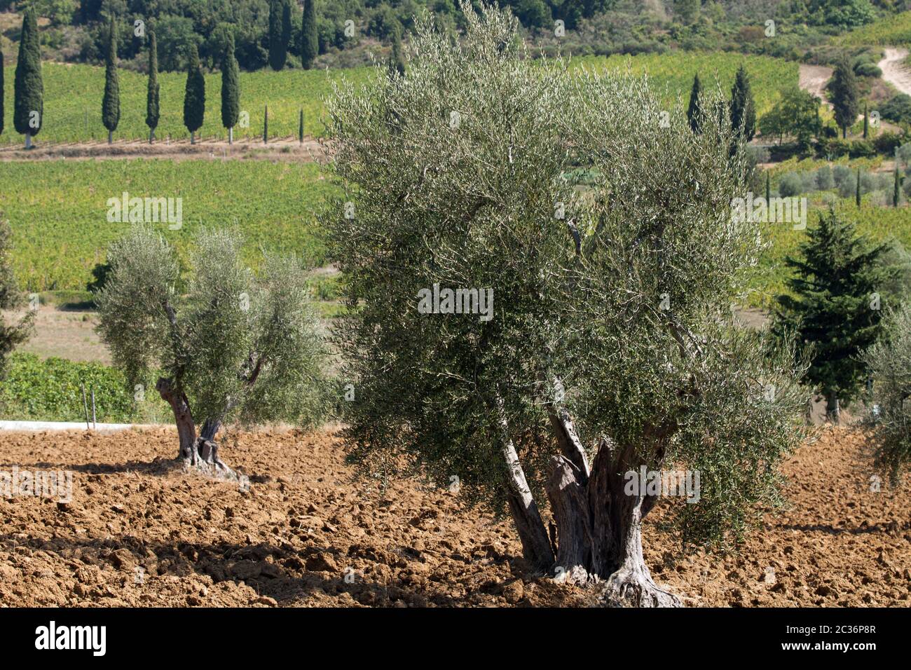 Olive trees growing in the tuscan landscape hi-res stock photography ...