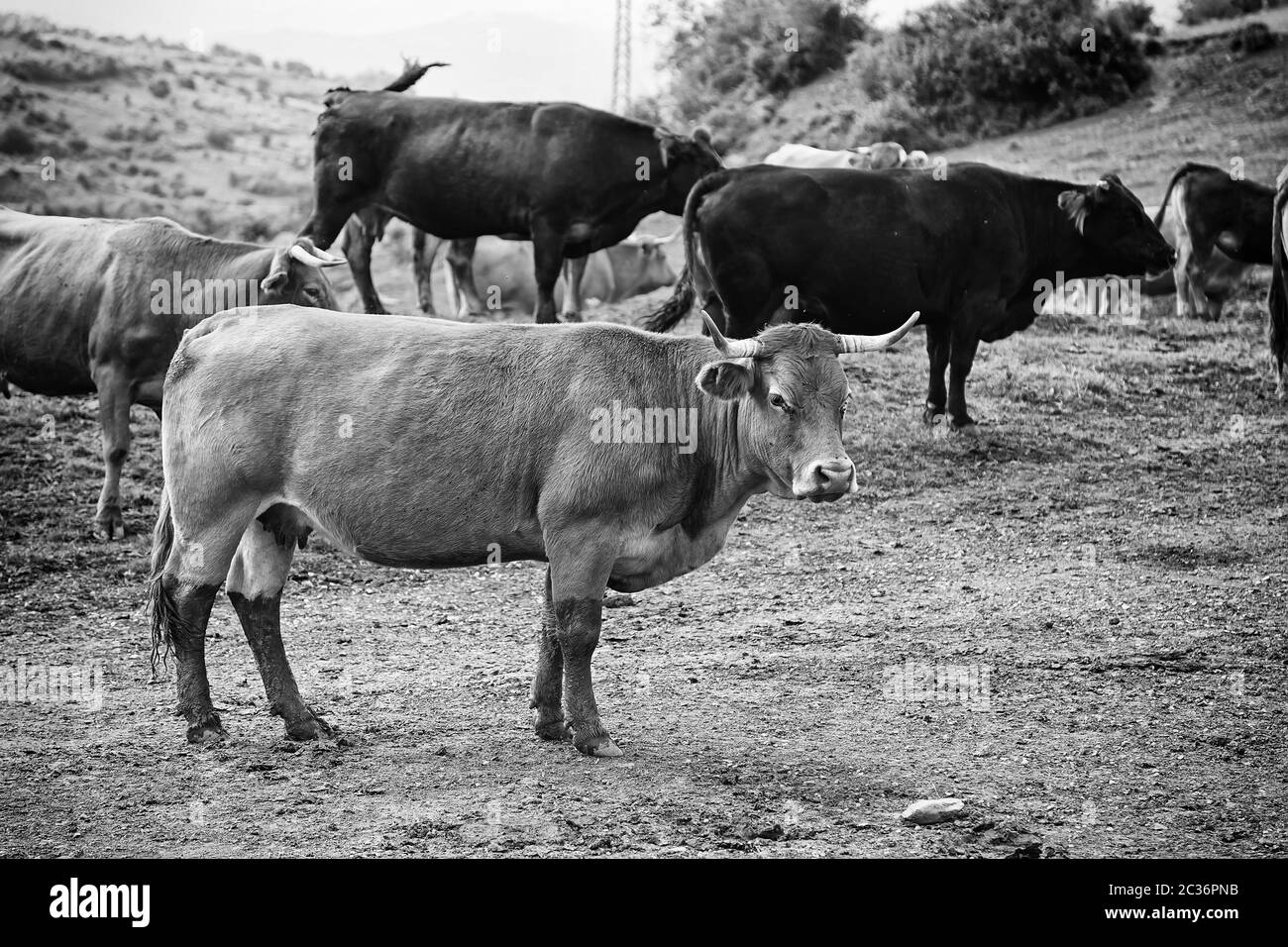 Curious cows Black and White Stock Photos & Images - Alamy