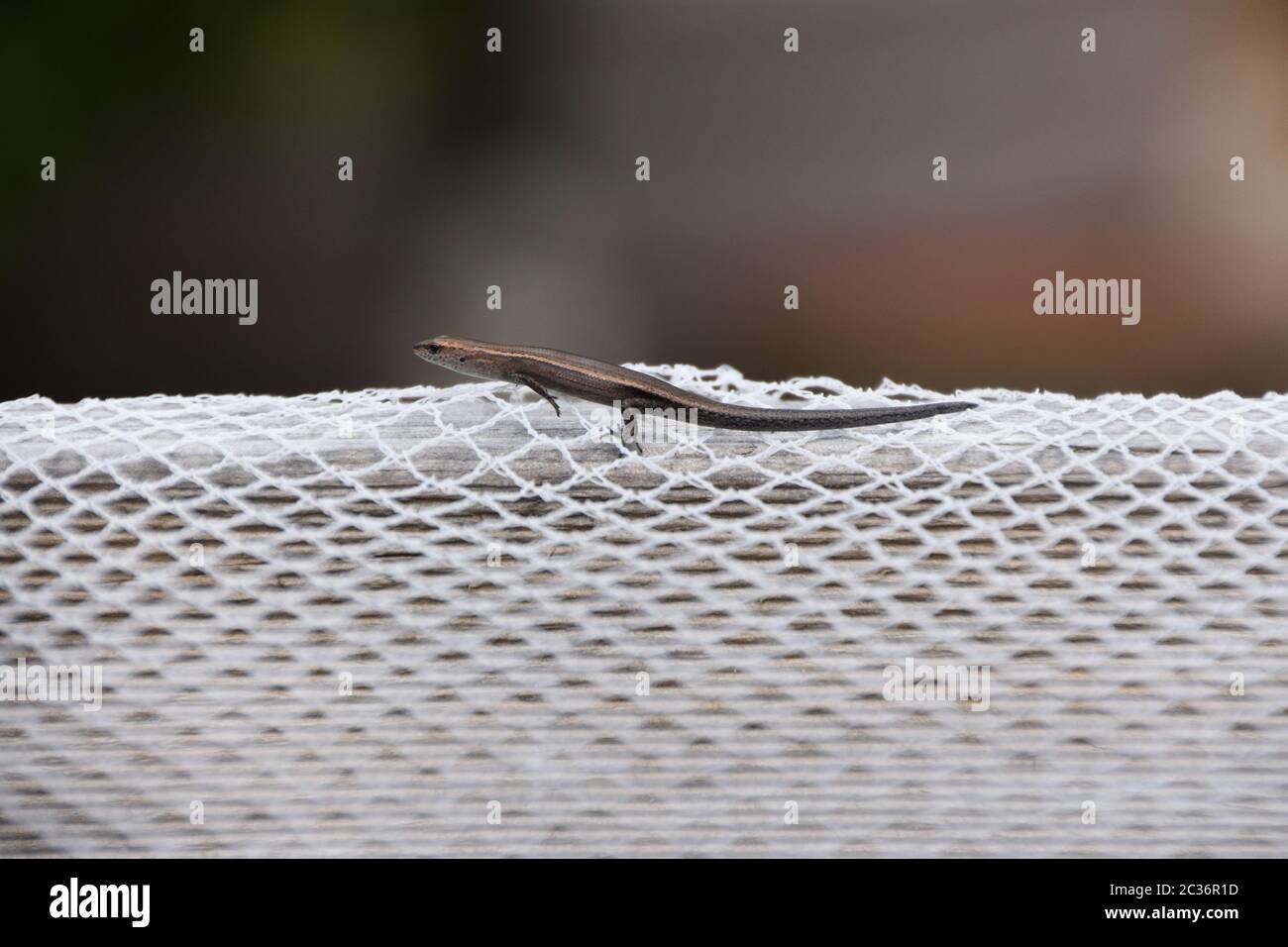 Small skink on white netting Stock Photo - Alamy