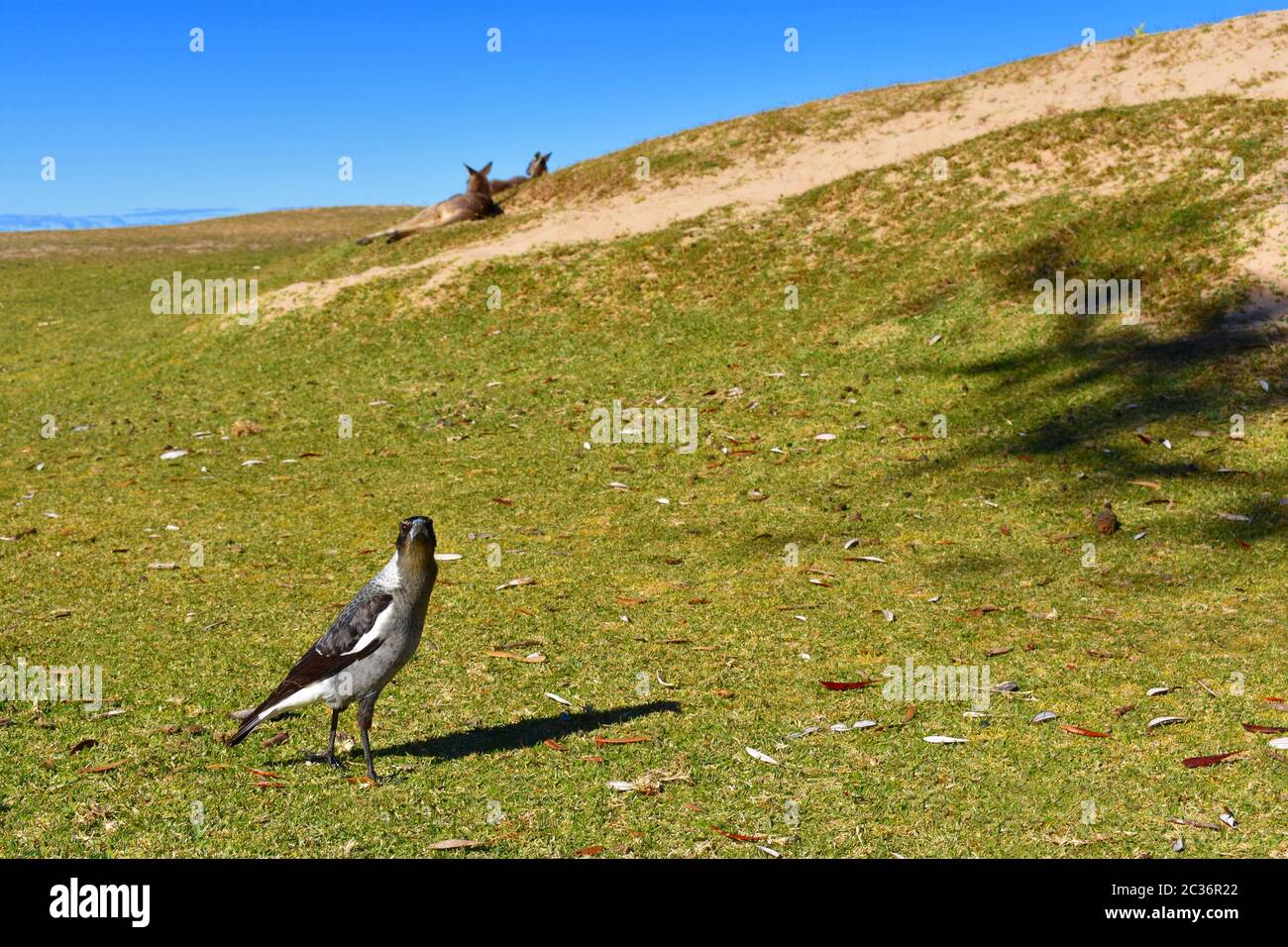 Angry seagull beach hi-res stock photography and images - Alamy