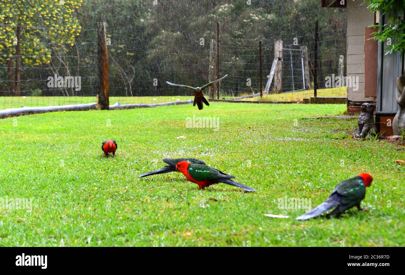 Female and male King Parrots in the rain on grass Stock Photo - Alamy