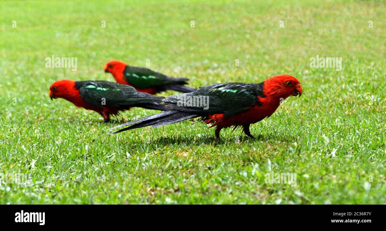 Female and male King Parrots in the rain on grass Stock Photo - Alamy