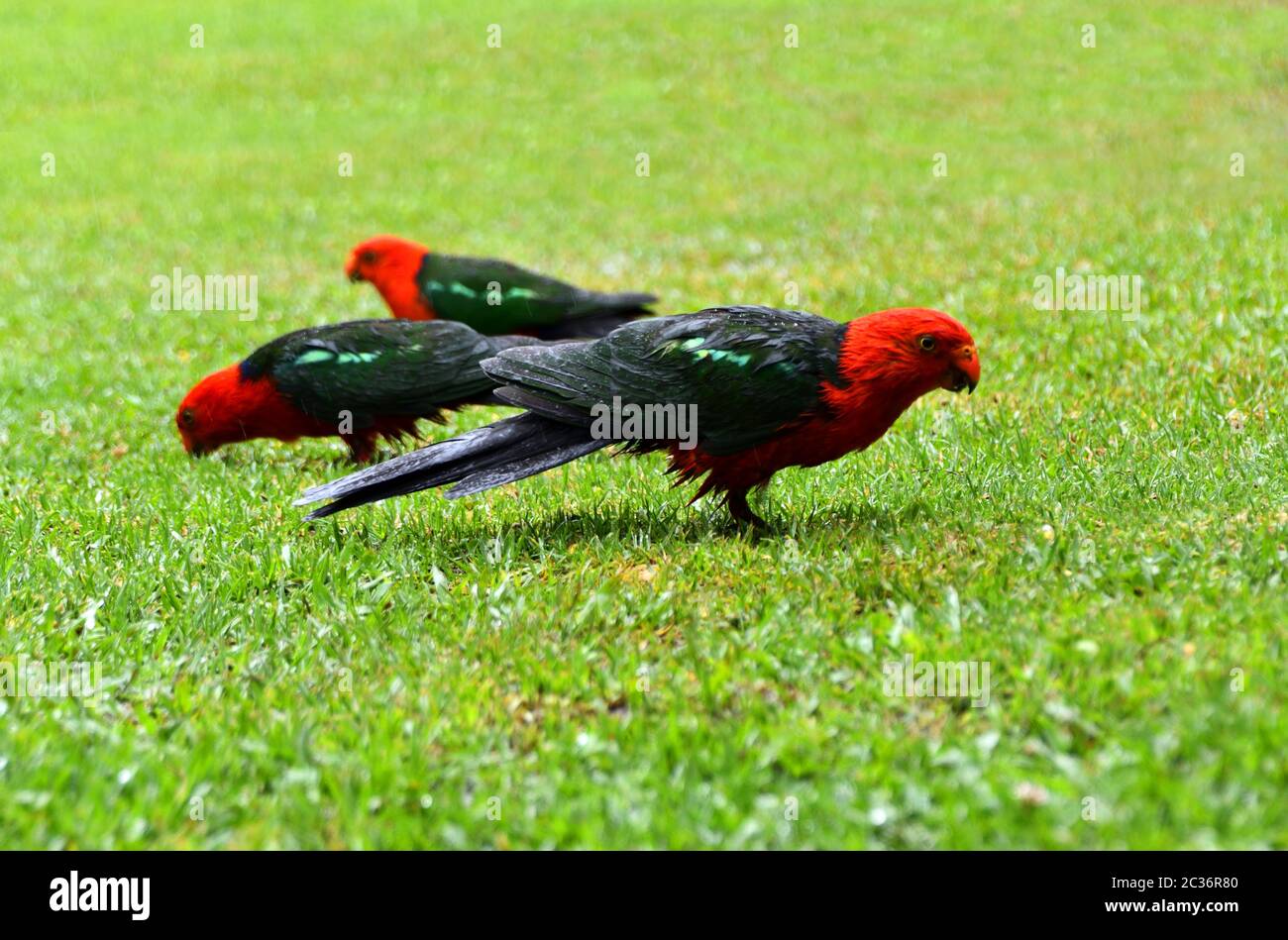 Grain for parrots hi-res stock photography and images - Alamy