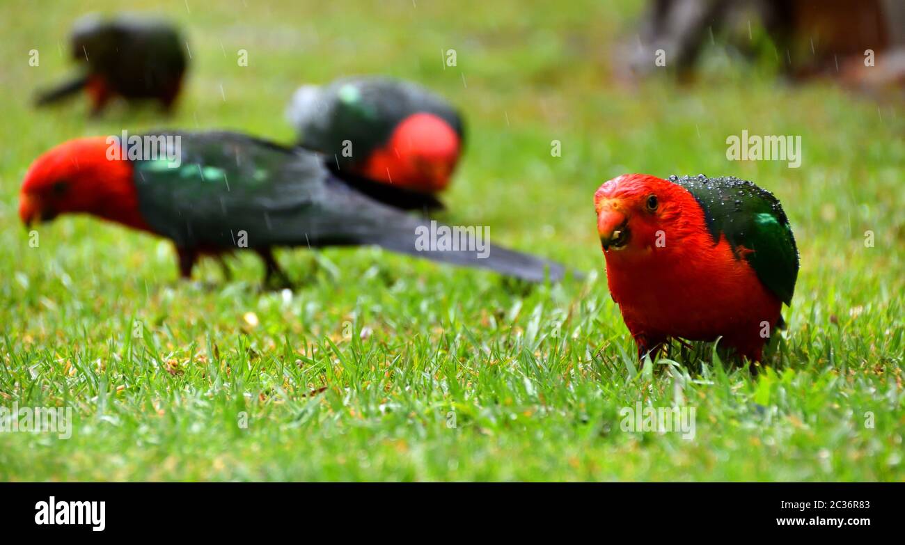 Female and male King Parrots in the rain on grass Stock Photo - Alamy