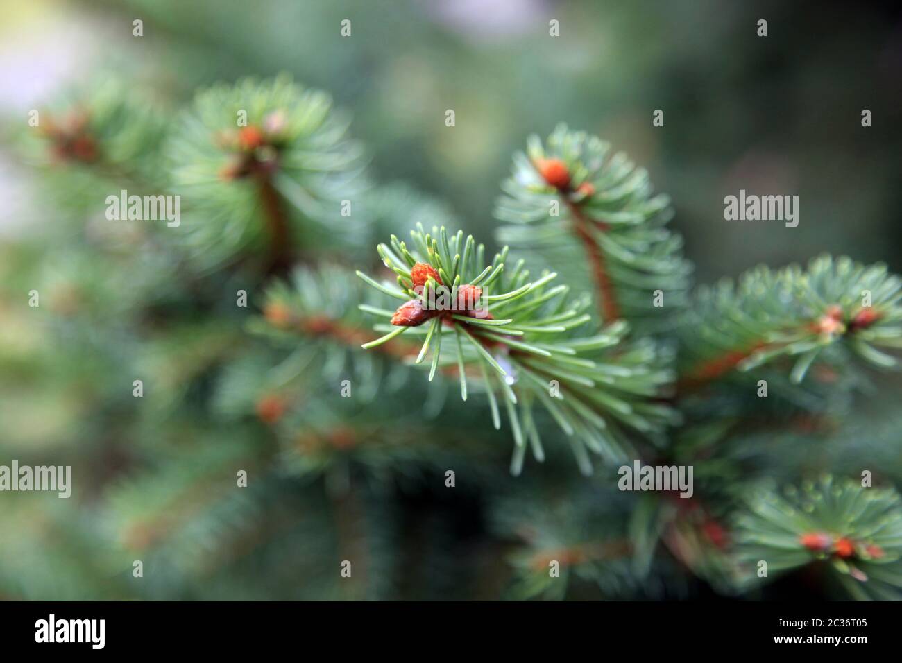 Fur tree cones hi-res stock photography and images - Alamy