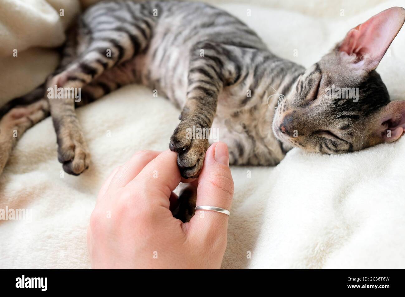 Touch the cat by the paw. Soft black pads. Cornish Rex pet, tabby Stock ...