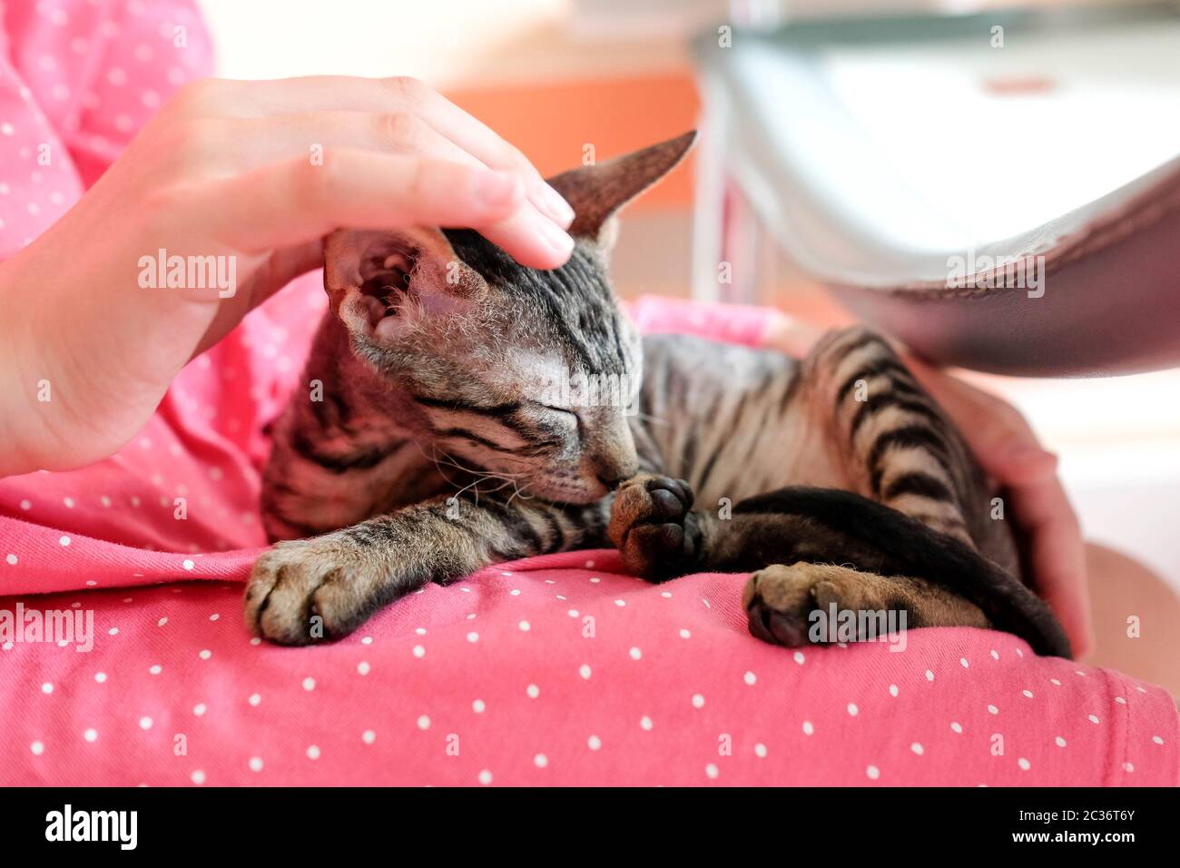 A hand strokes a kitten sitting on his lap. Sleepy pet Stock Photo - Alamy