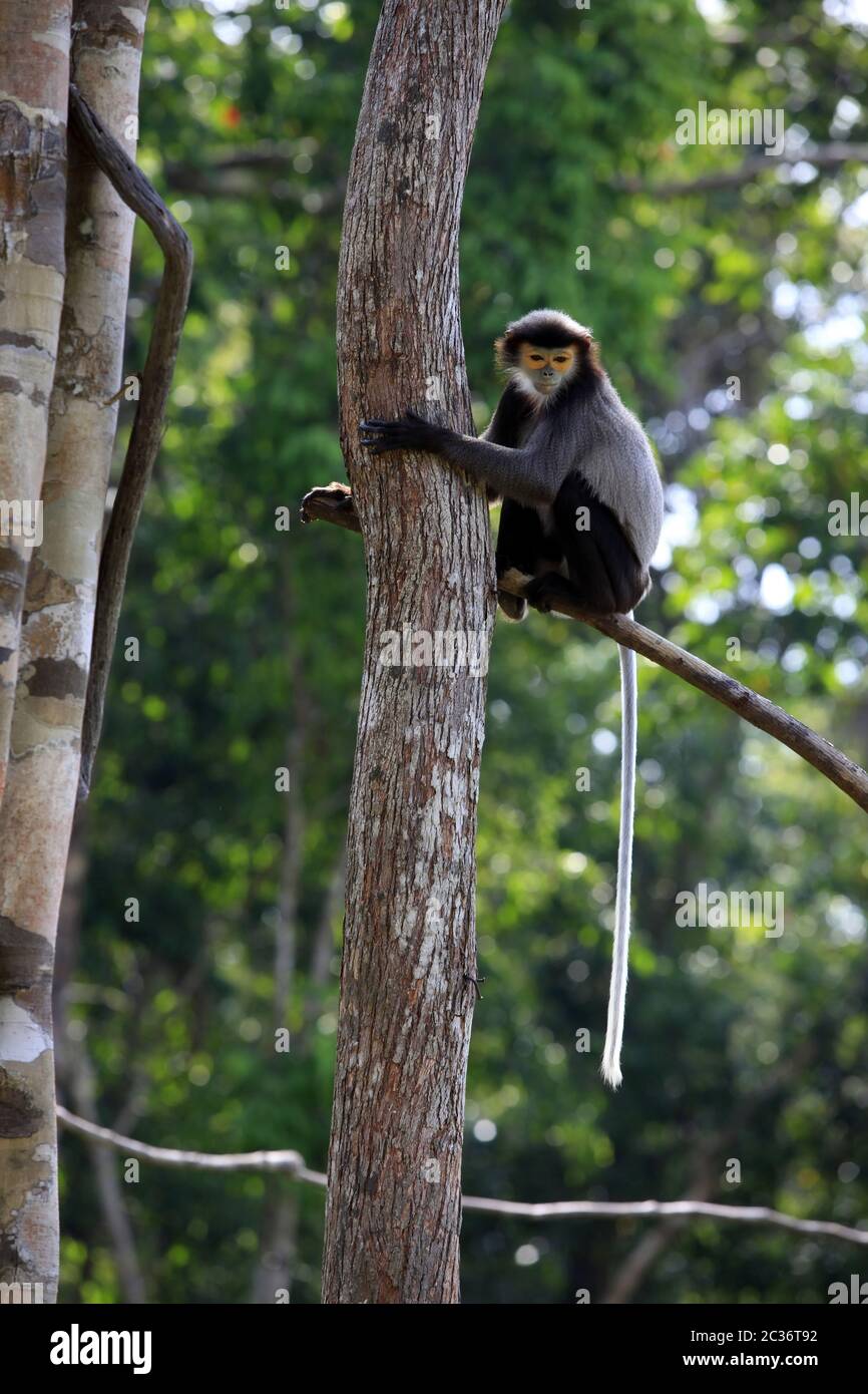 Monkey on a tree in a zoo Stock Photo - Alamy