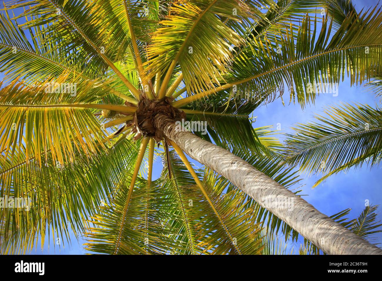 Bottom part of tree hi-res stock photography and images - Alamy