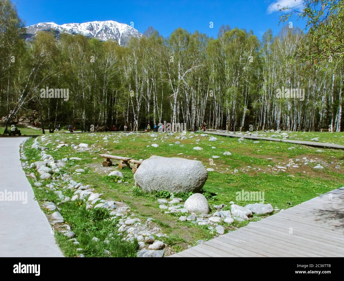 Birch tree forest around Hemu Village, a small village with beautiful ...