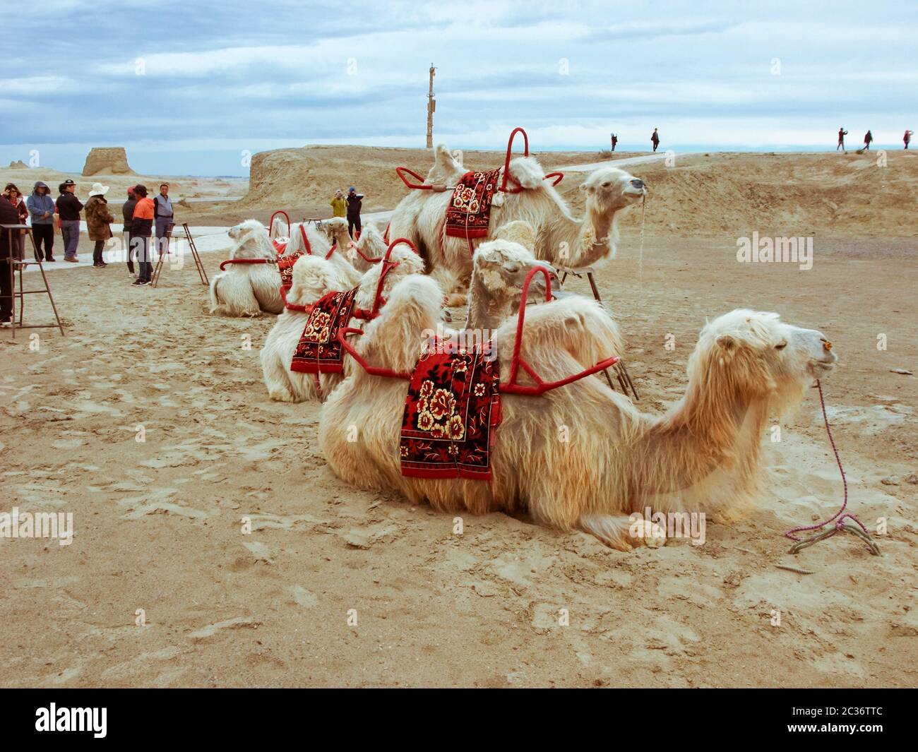 Camel riding service for tourist visiting Devil city, an arid tourism ...
