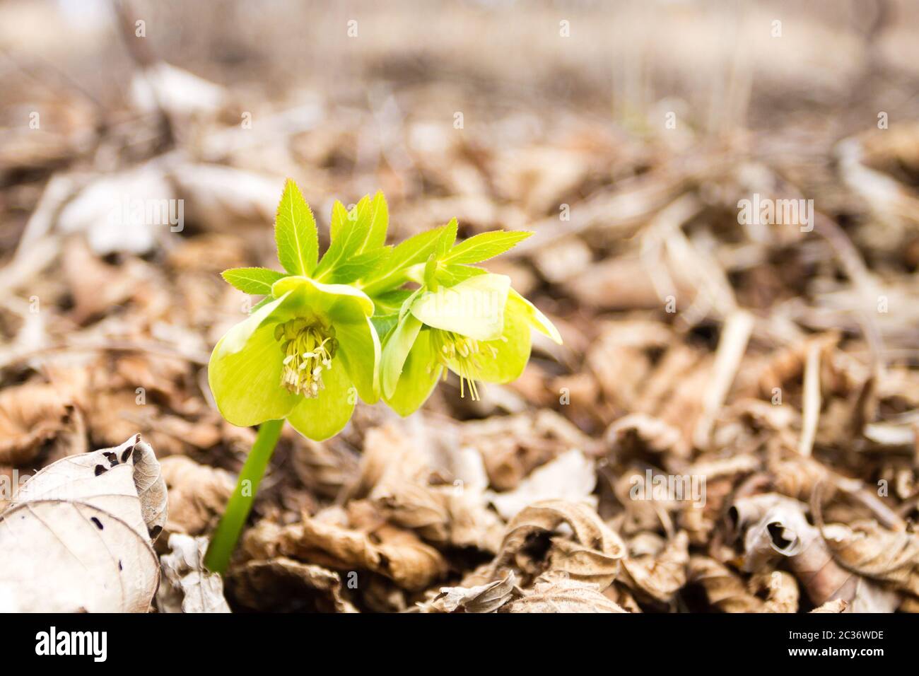 Hellebore flower in woodland close up, nature background. Wild flower ...