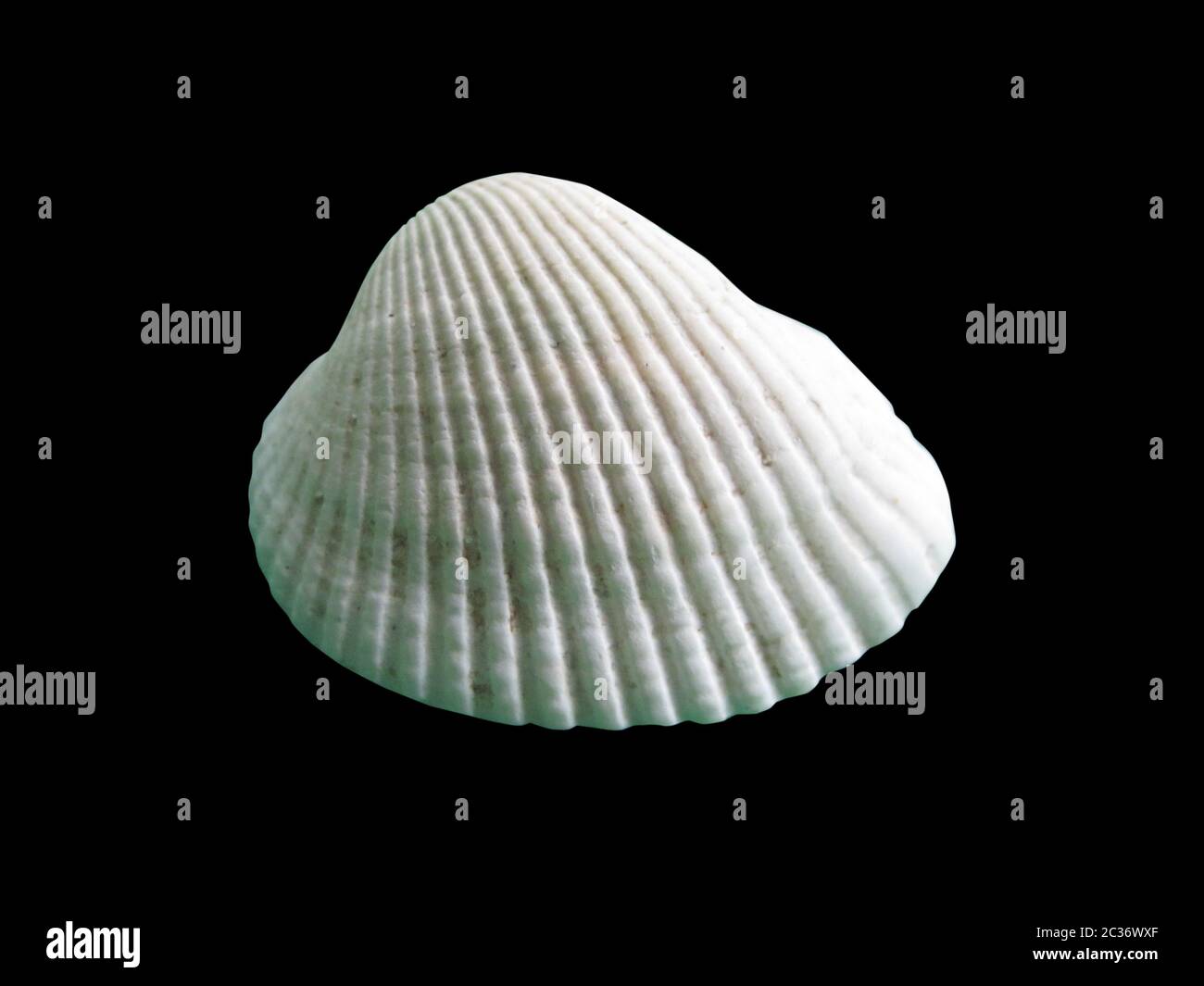 Shiny macro single seashell, isolated on black Stock Photo - Alamy