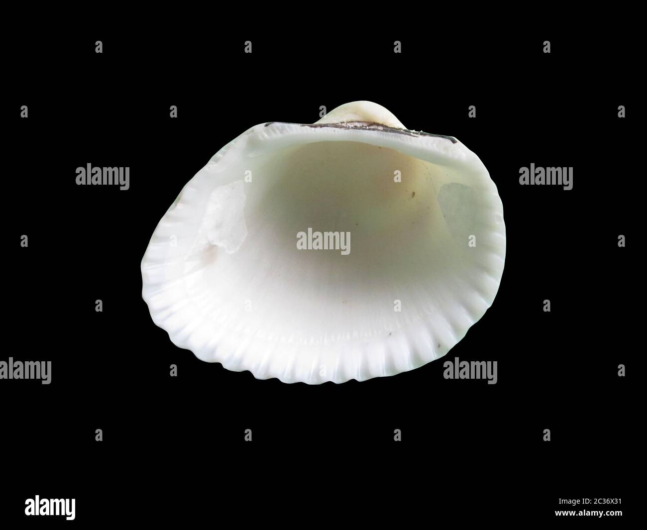 Shiny macro single seashell, isolated on black Stock Photo - Alamy