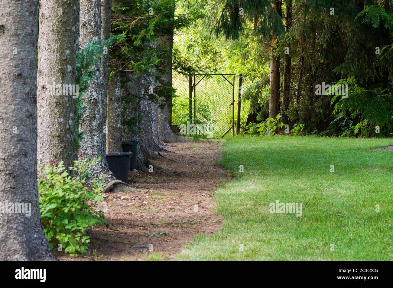 Spruce avenue and path leading to the gate Stock Photo - Alamy