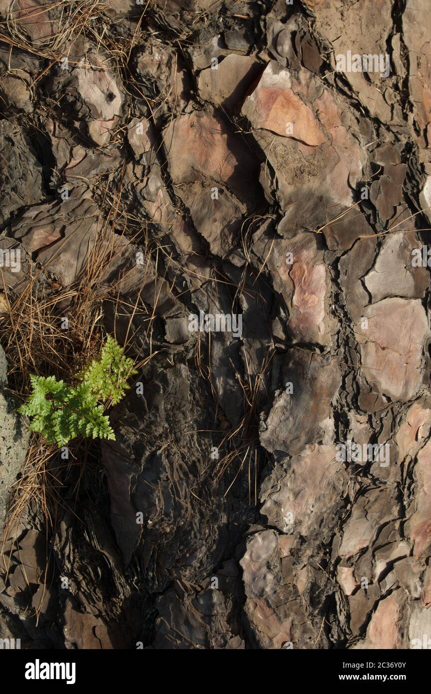 Hare's-foot fern Davallia canariensis growing on a fallen tree of ...