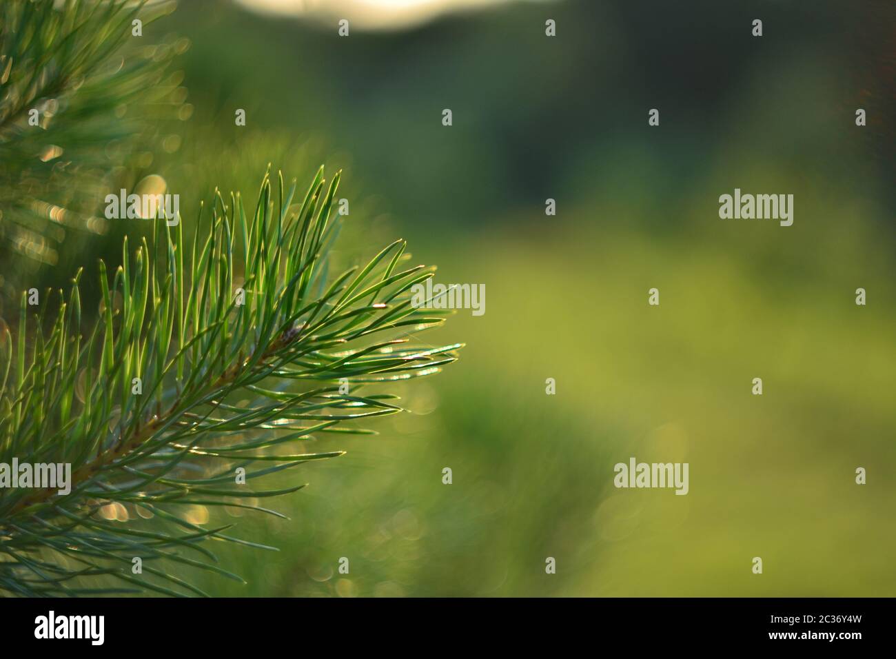 Sprig of pine hi-res stock photography and images - Alamy