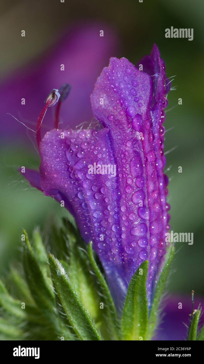 Purple viper’s bugloss hi-res stock photography and images - Alamy
