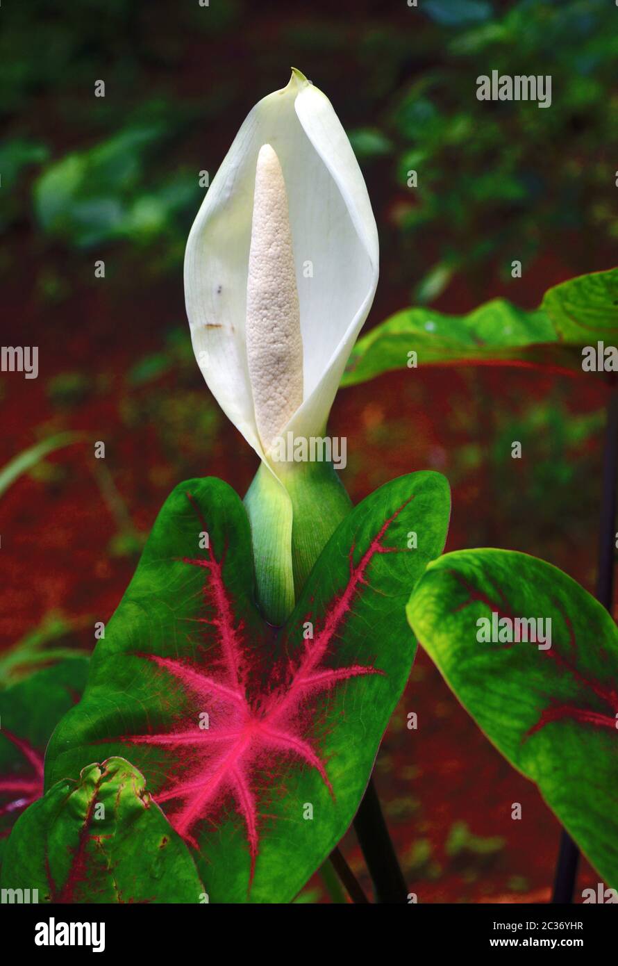 Caladiums hi-res stock photography and images - Alamy
