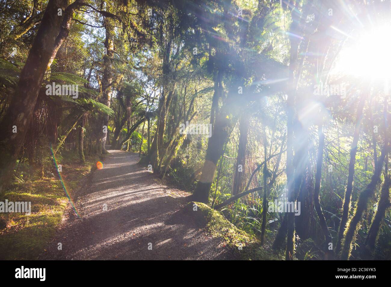 New Zealand tropical jungle forest. Green natural background Stock ...