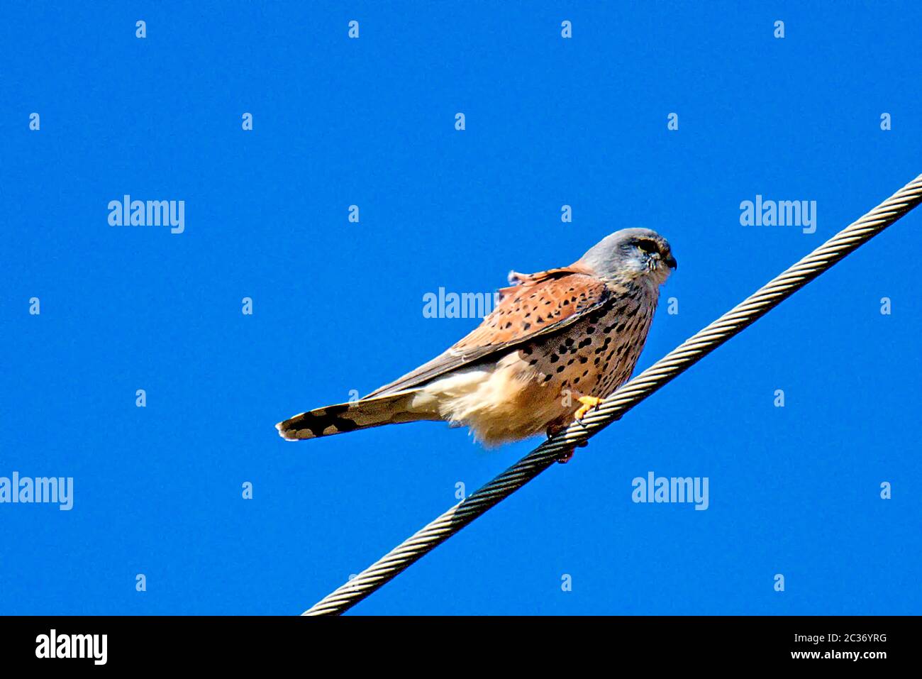 The common kestrel on a wire Stock Photo - Alamy