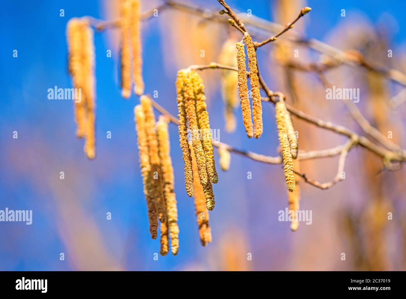 Hazelnut blossom in wintertime wind hi-res stock photography and images ...
