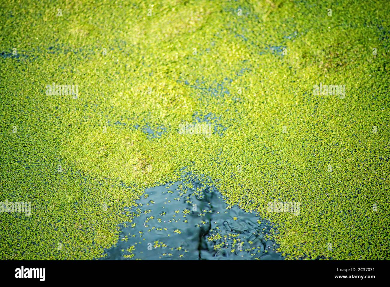 common duckweed on the surface of a pond Stock Photo - Alamy