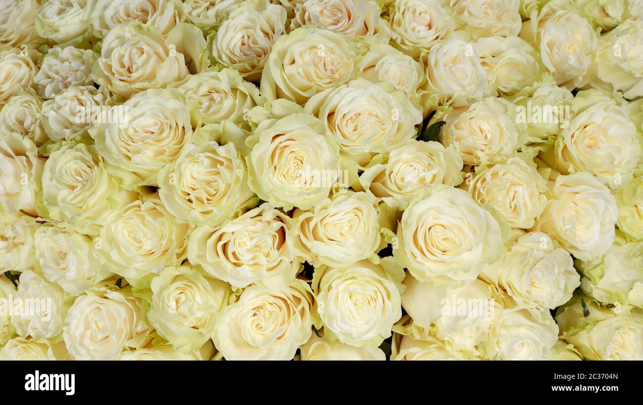 Backdrop of colorful paper roses background in a wedding reception with ...