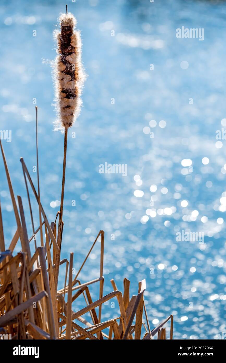 Bloom of a cattail hi-res stock photography and images - Alamy