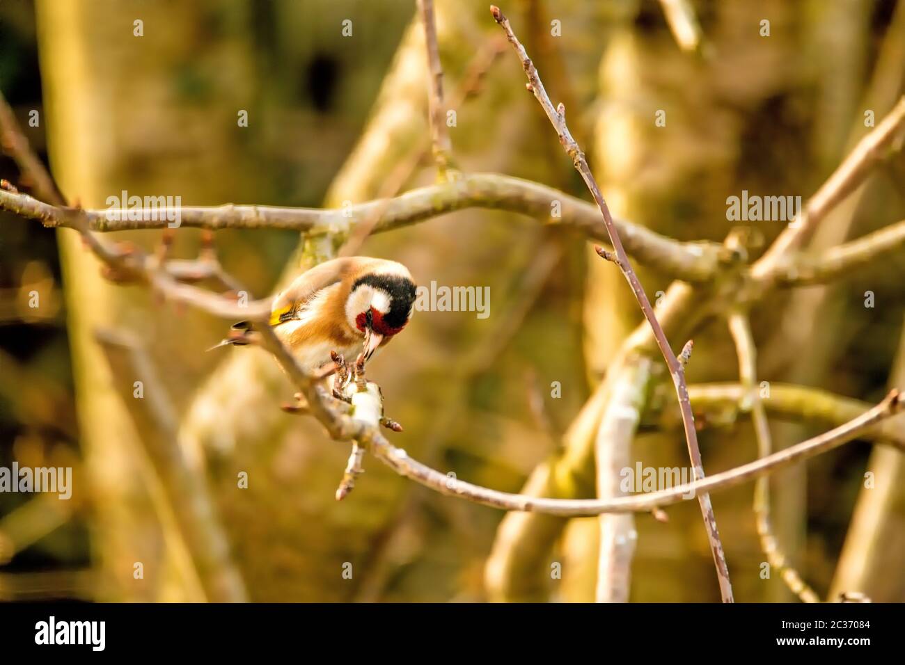 Fodder house hi-res stock photography and images - Alamy