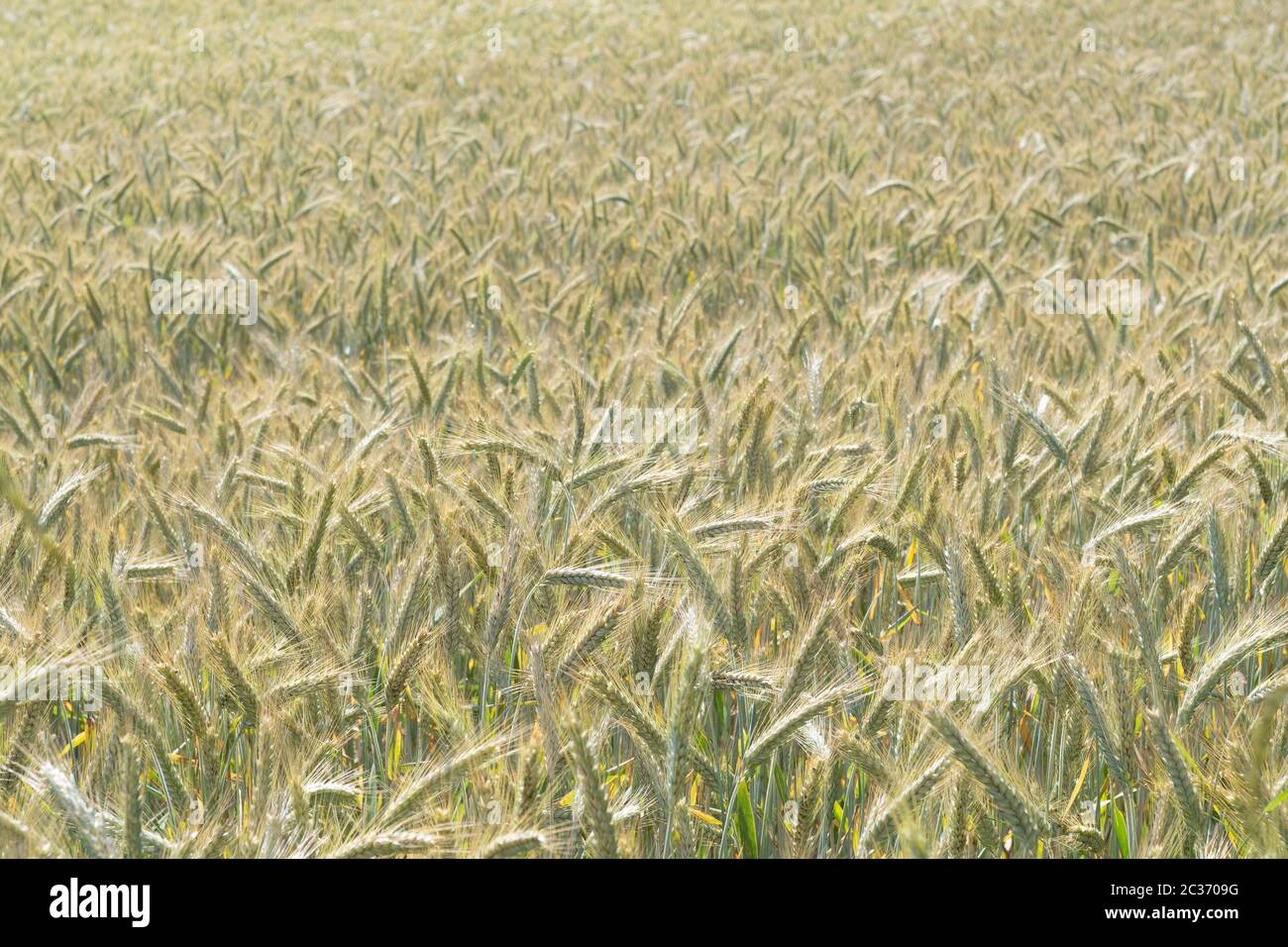 Beautiful golden rye field in early summer. Agriculture, farming, food ...