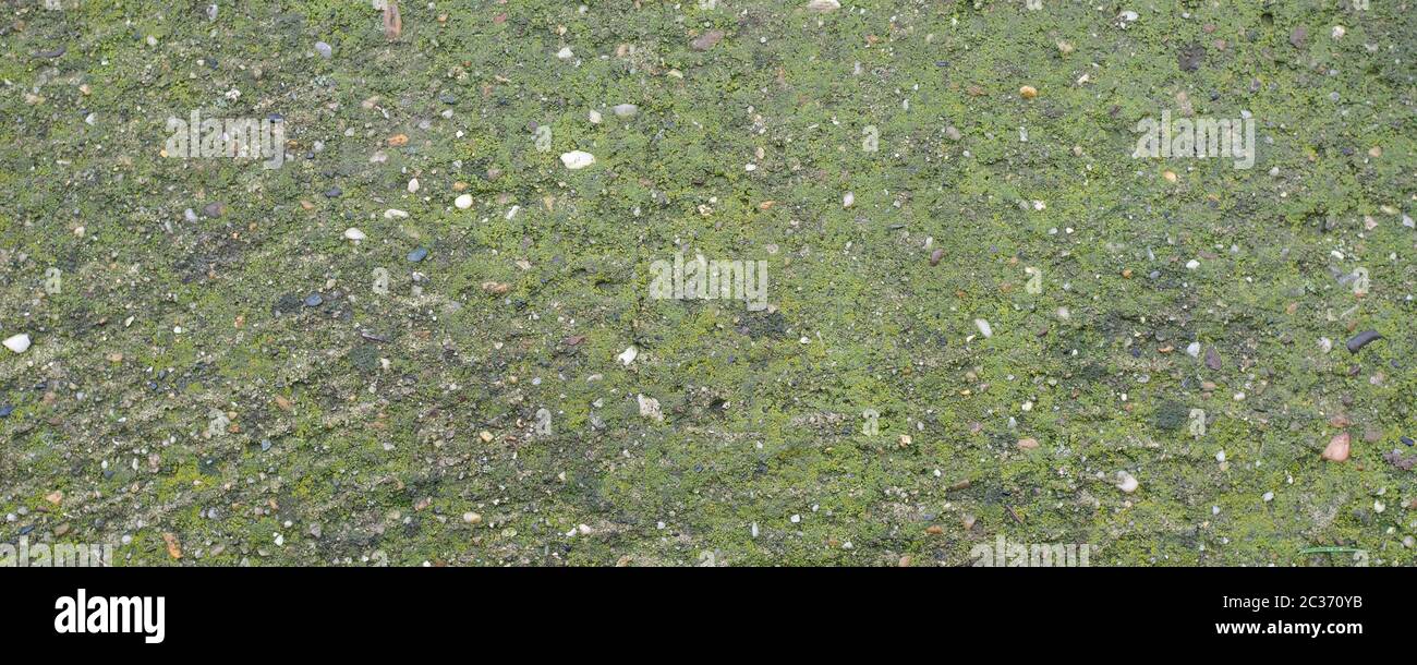 wide concrete texture with moss useful as a background Stock Photo - Alamy