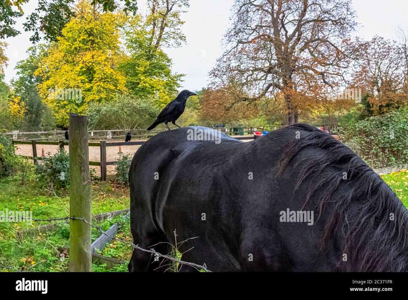 Common raven (Corvus corax), also known as northern raven on horse back ...