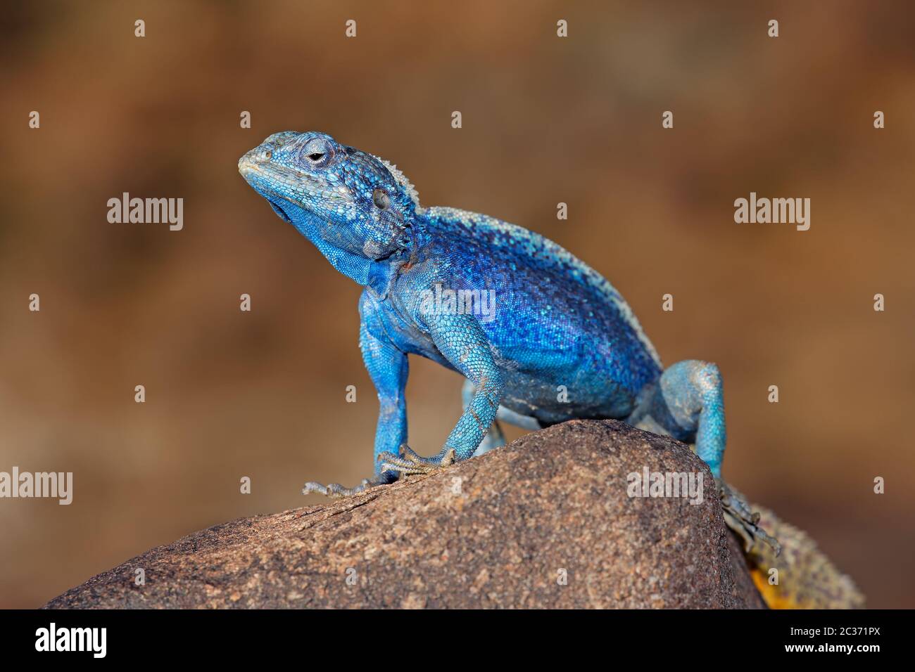 Male southern rock agama (Agama atra) in bright breeding colors ...