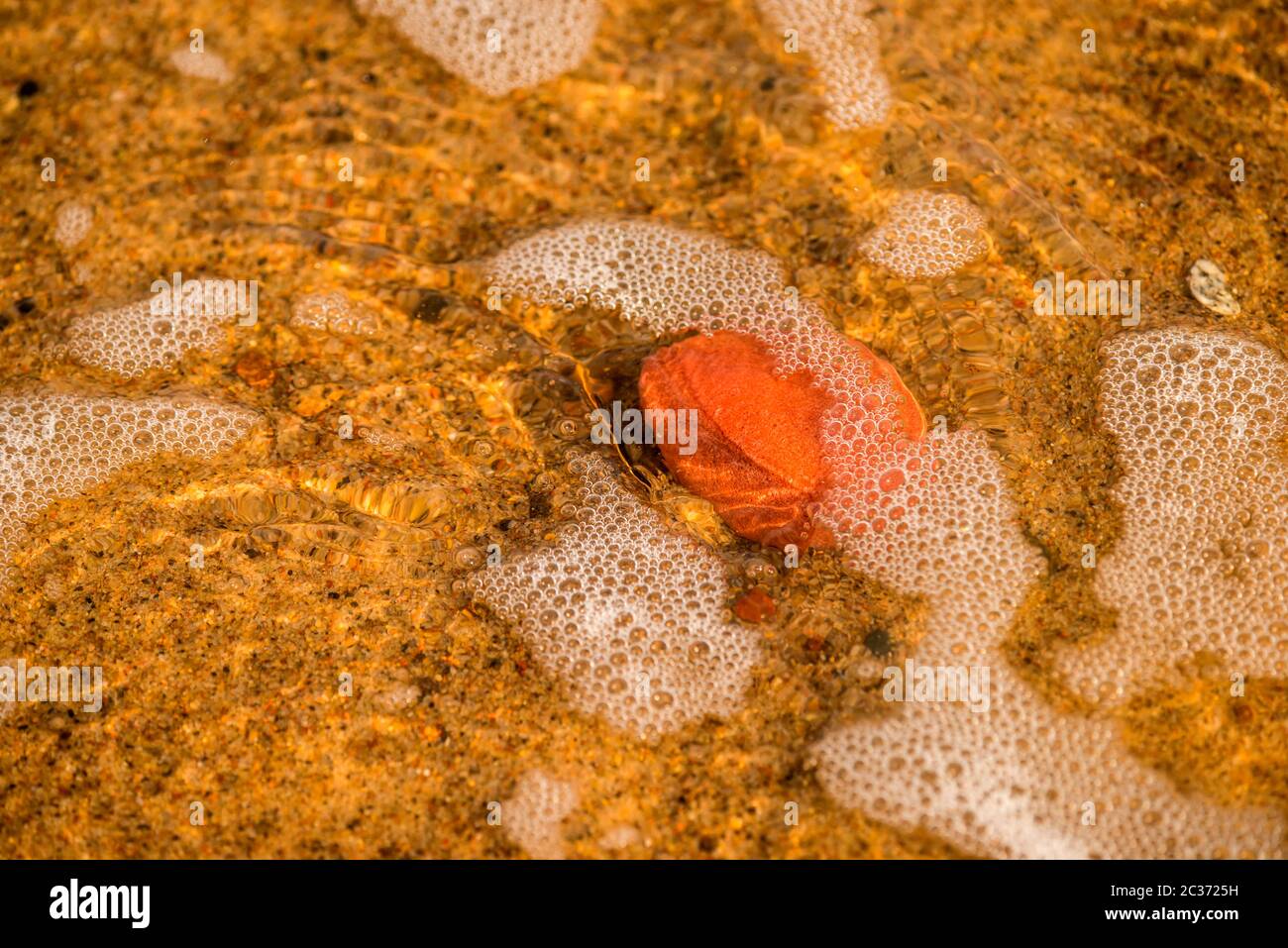 Stone on a beach hi-res stock photography and images - Alamy