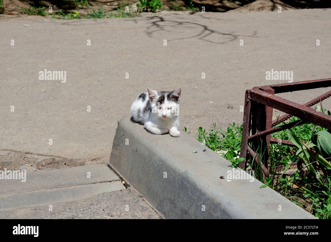 Street kitten with a sore right eye. Two-tone kitten basks in the ...