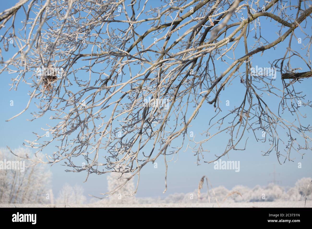 tree branches with hoarfrost across a blue winter sky Stock Photo - Alamy