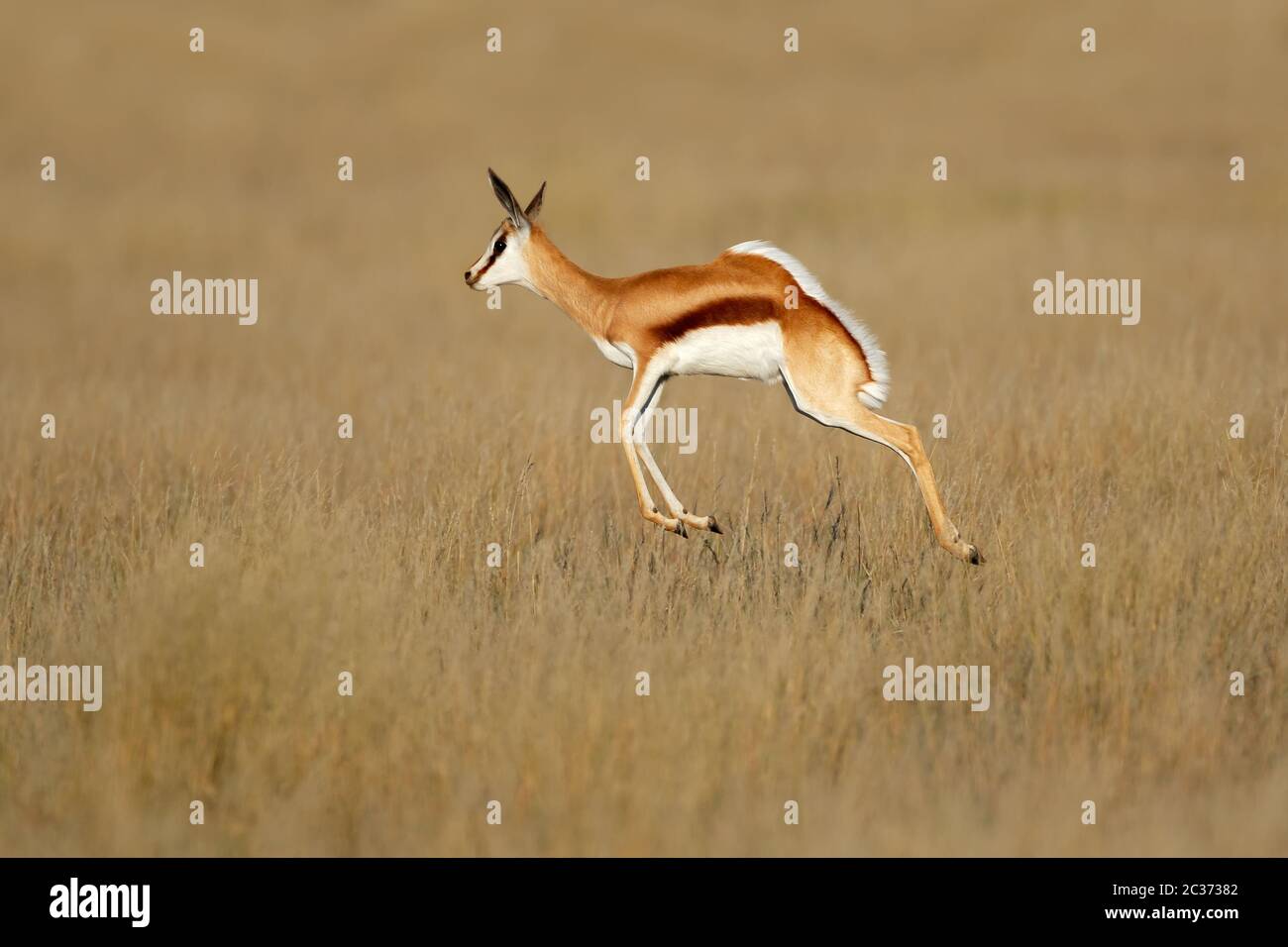 Springbok jumping hi-res stock photography and images - Alamy