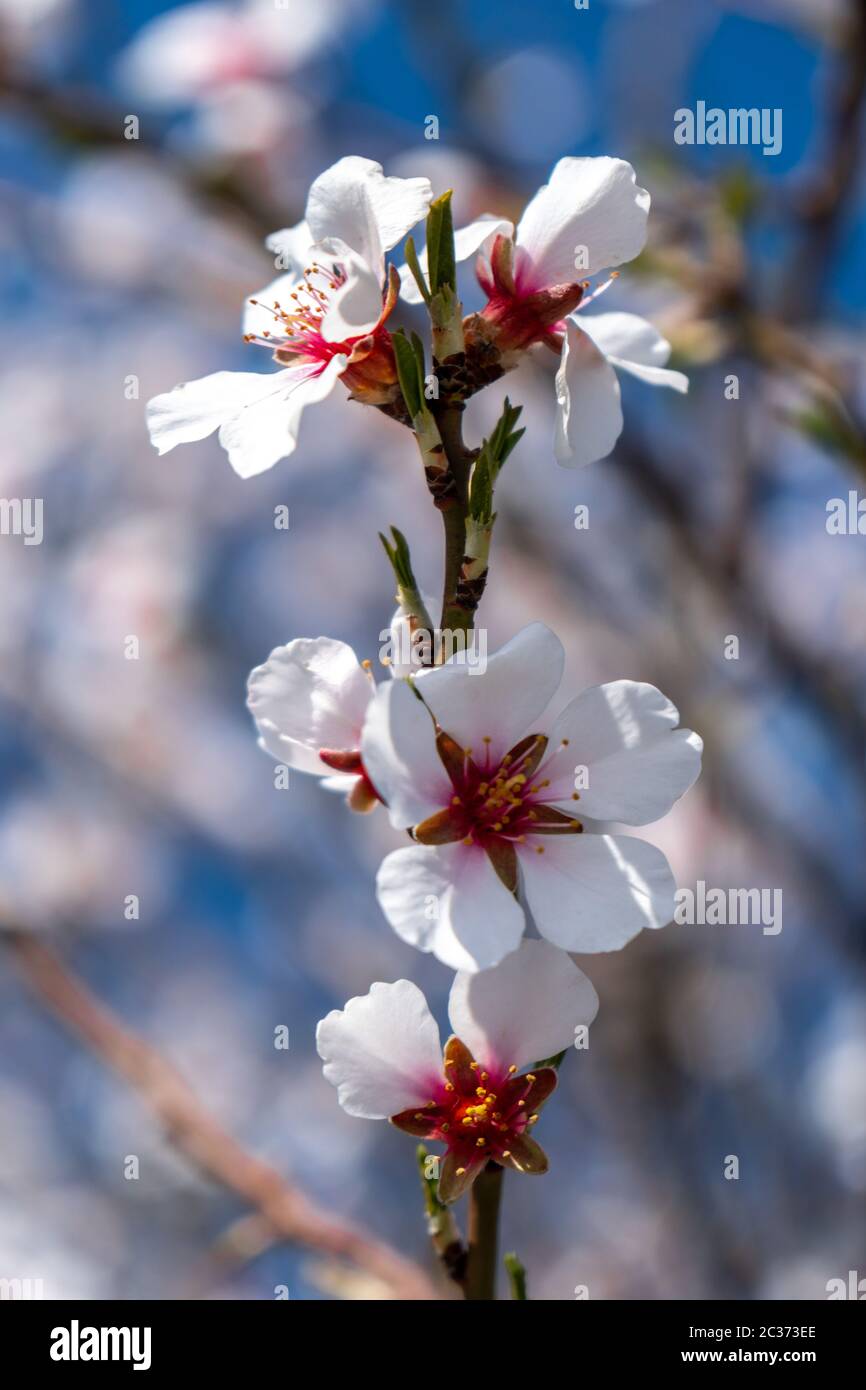Almond flower close-up. Almonds bloom in early spring. Blooming trees ...