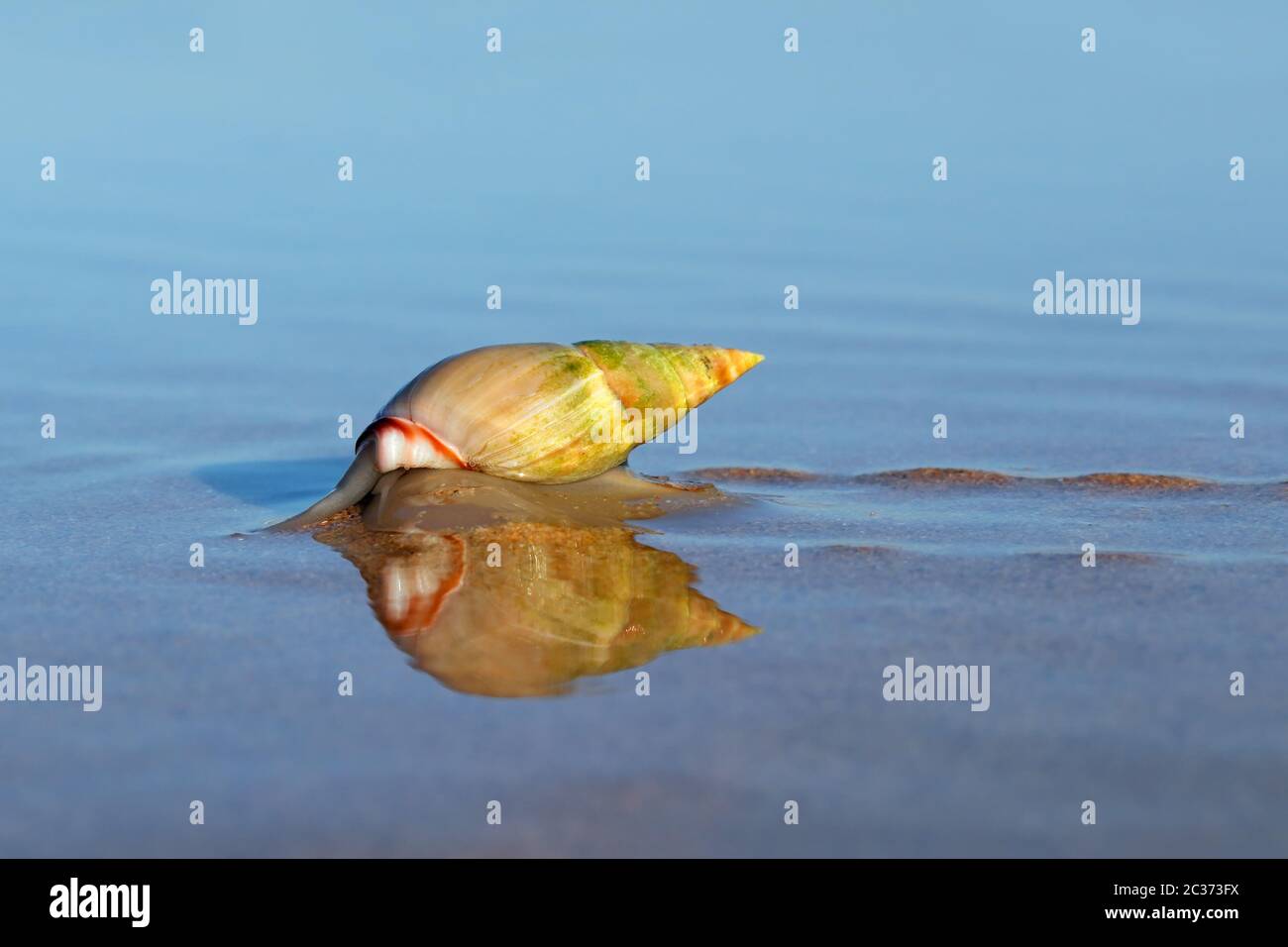 Plough snail (Bulliua digitalis), a species of sea snail, on the beach ...