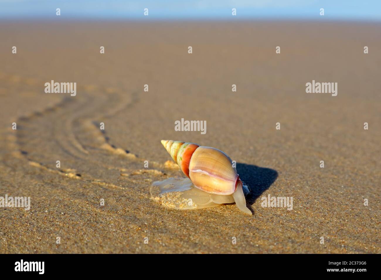 Plough snail (Bulliua digitalis), a species of sea snail, on the beach ...