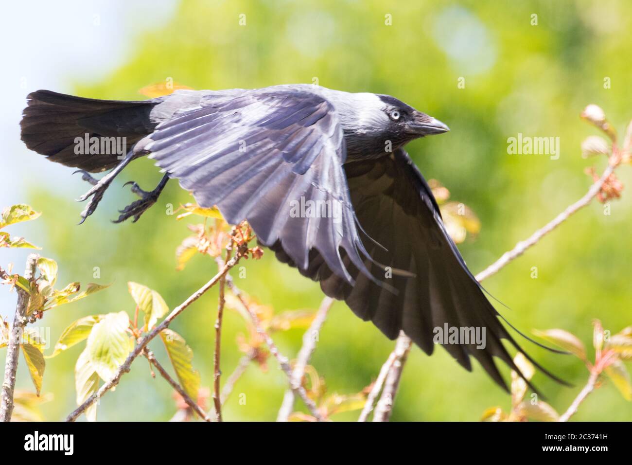 Jackdaw in flight Stock Photo - Alamy
