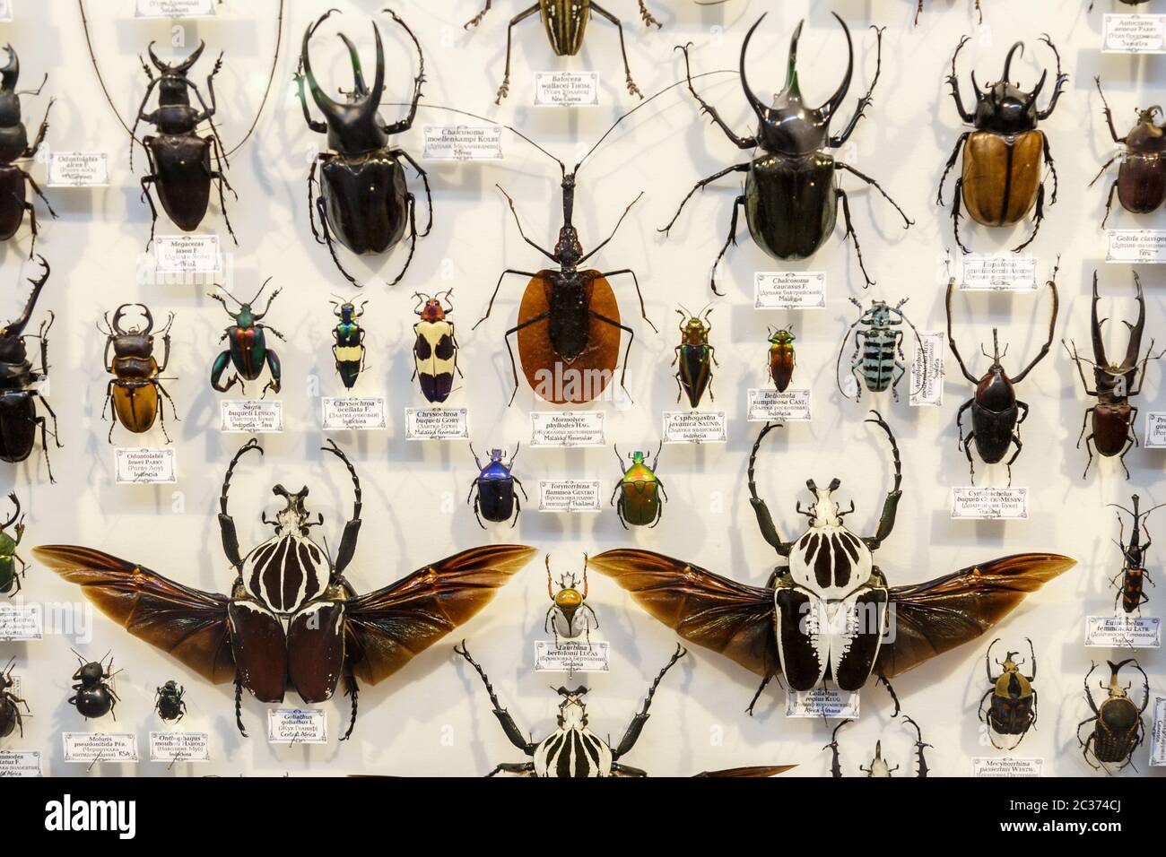 Moscow, Russia - March 12, 2019: Collection of dried natural insects in ...