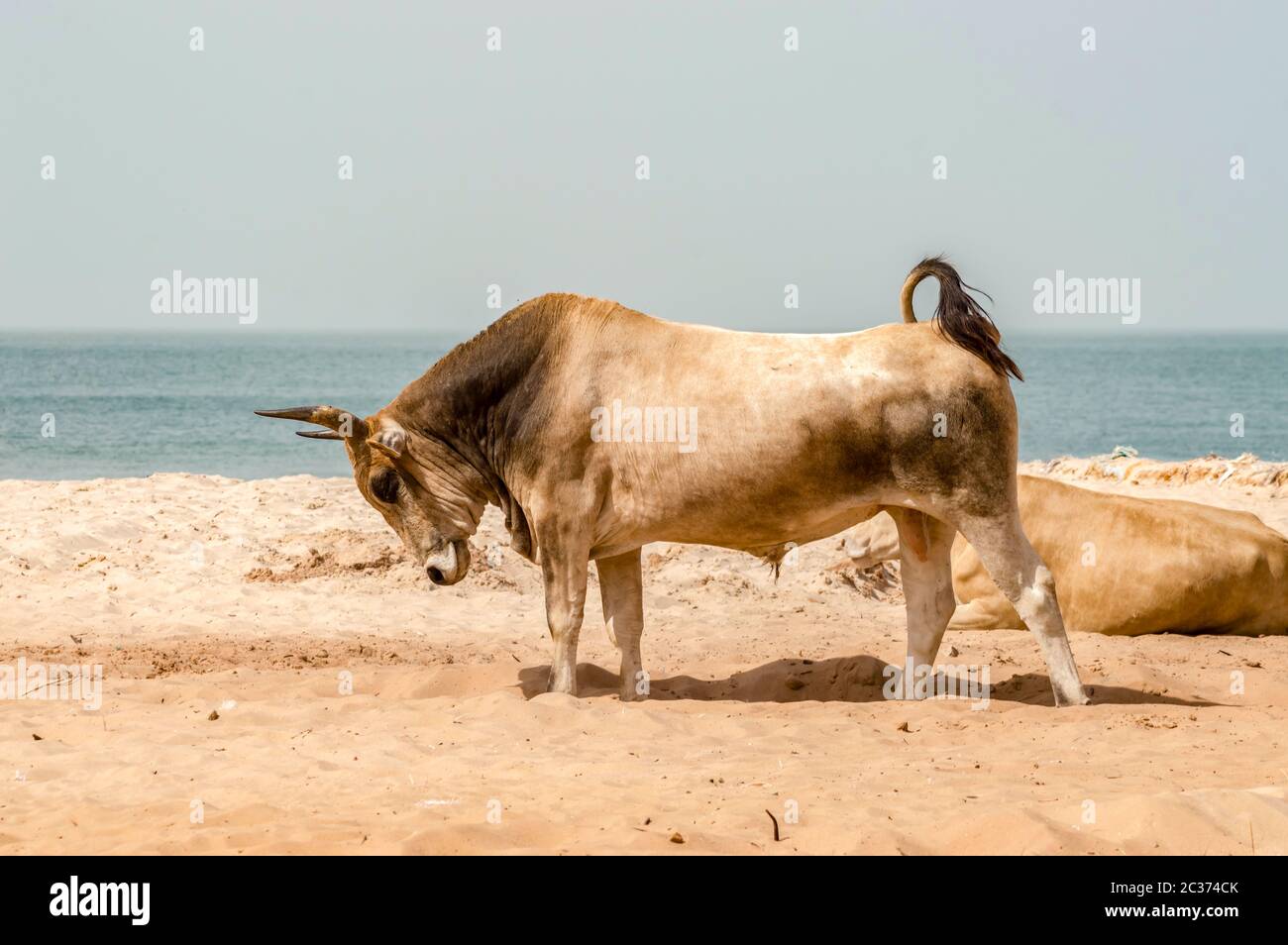 Bull on the beach in the town of Bijilo Stock Photo - Alamy