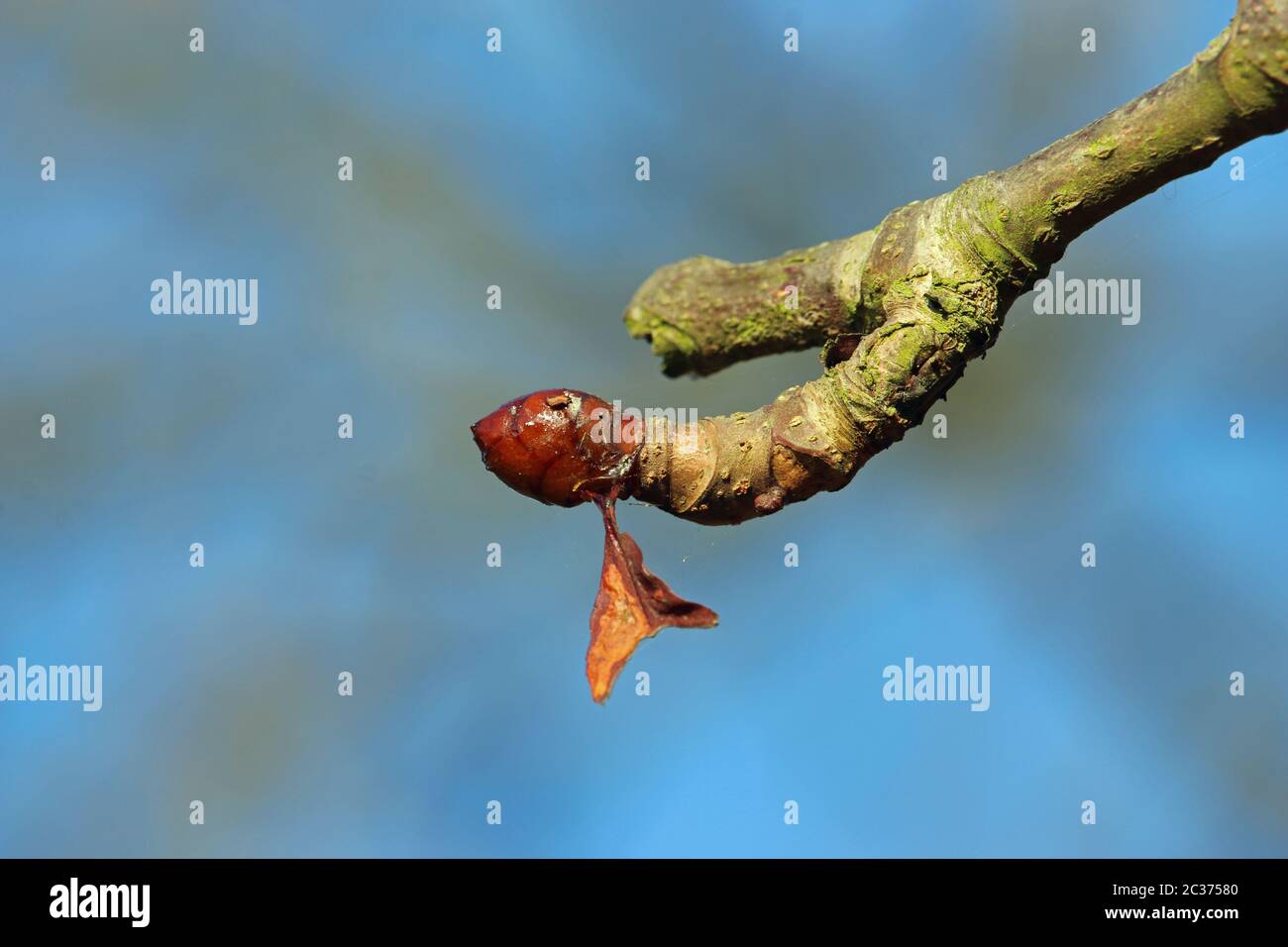 Horse chestnut, Aesculus hippocastanum, tree sticky leaf bud with a ...