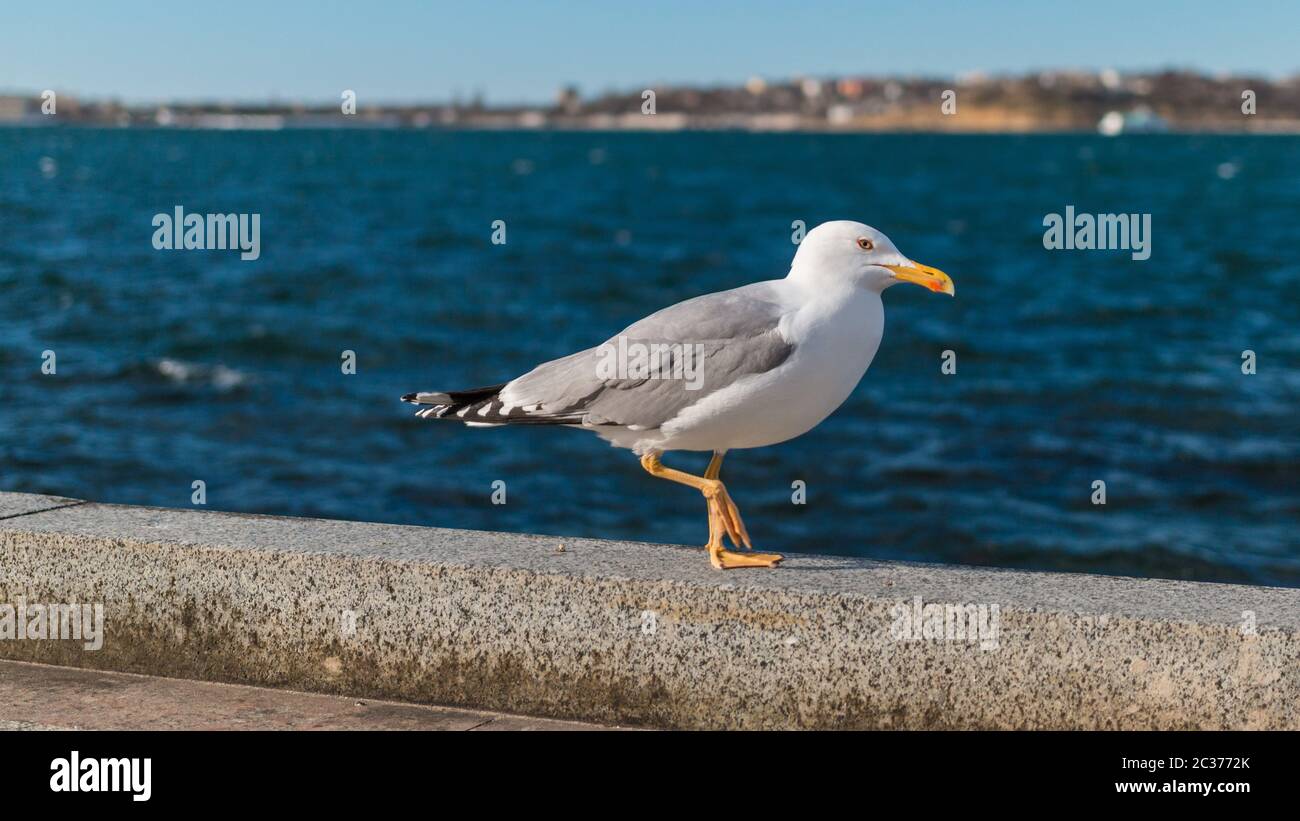 Suspicious and funny seagull bird walking carefully in a wall while ...